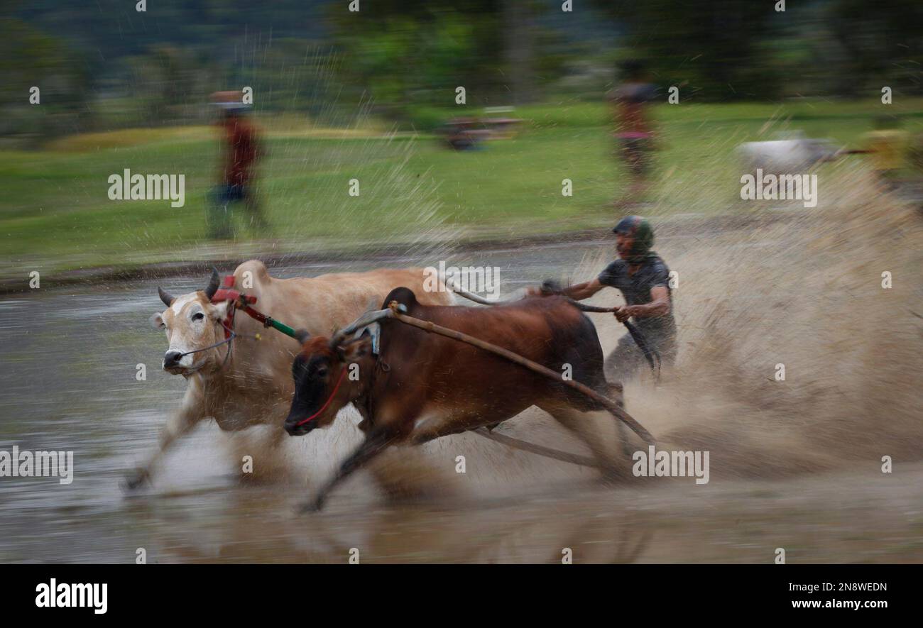 A man takes part in racing Pacu Jawi or 'mud cow racing" in Padang ...