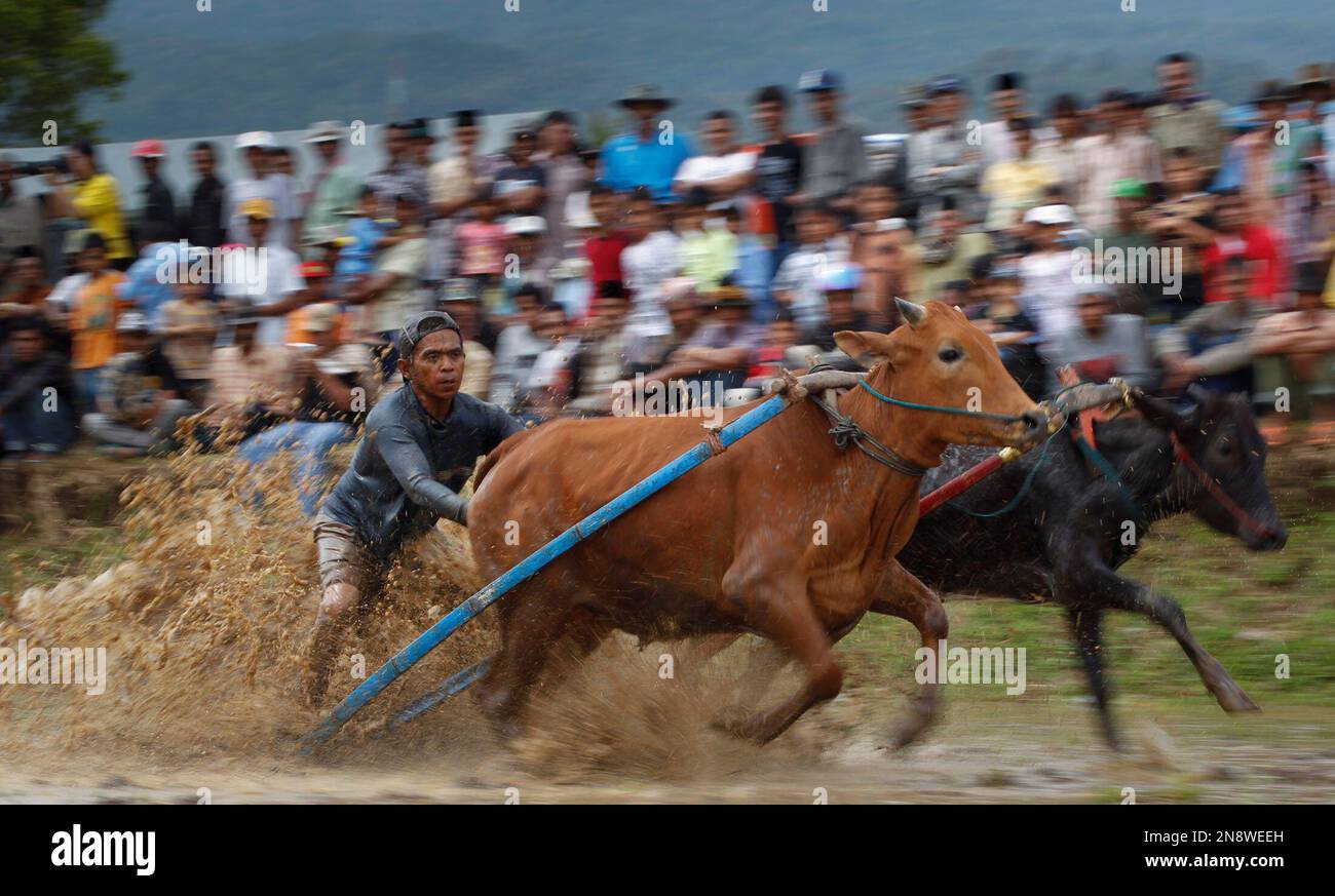 A man takes part in racing Pacu Jawi or 'mud cow racing" in Padang ...