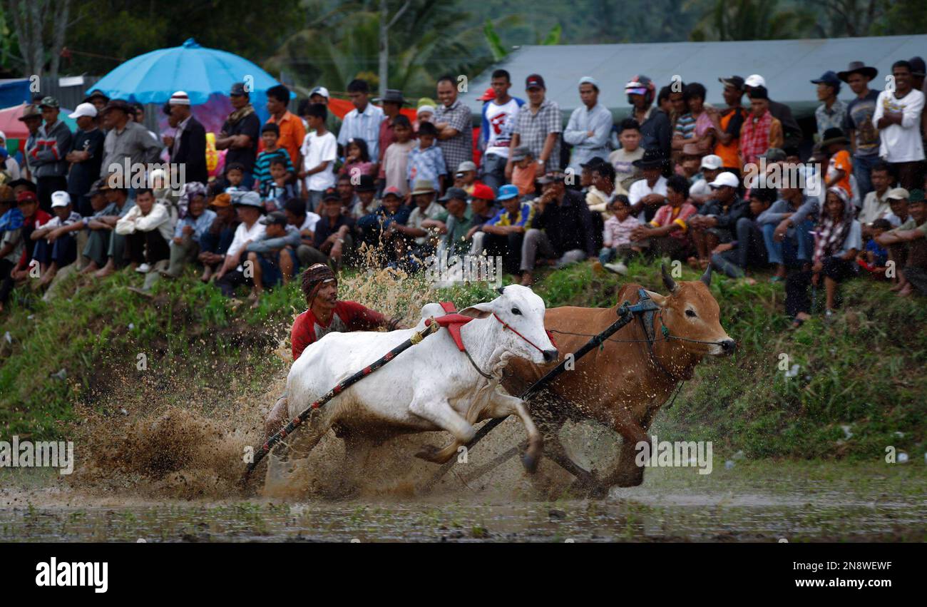 A man takes part in "Pacu Jawi" or mud cow racing in Padang Pajang ...
