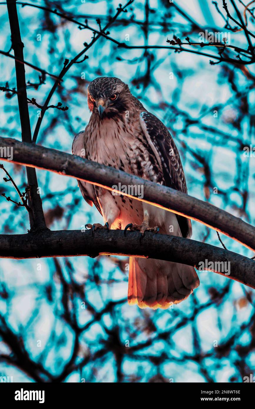 A low angle of a Red-tailed hawk (Buteo jamaicensis) perched in a tree ...
