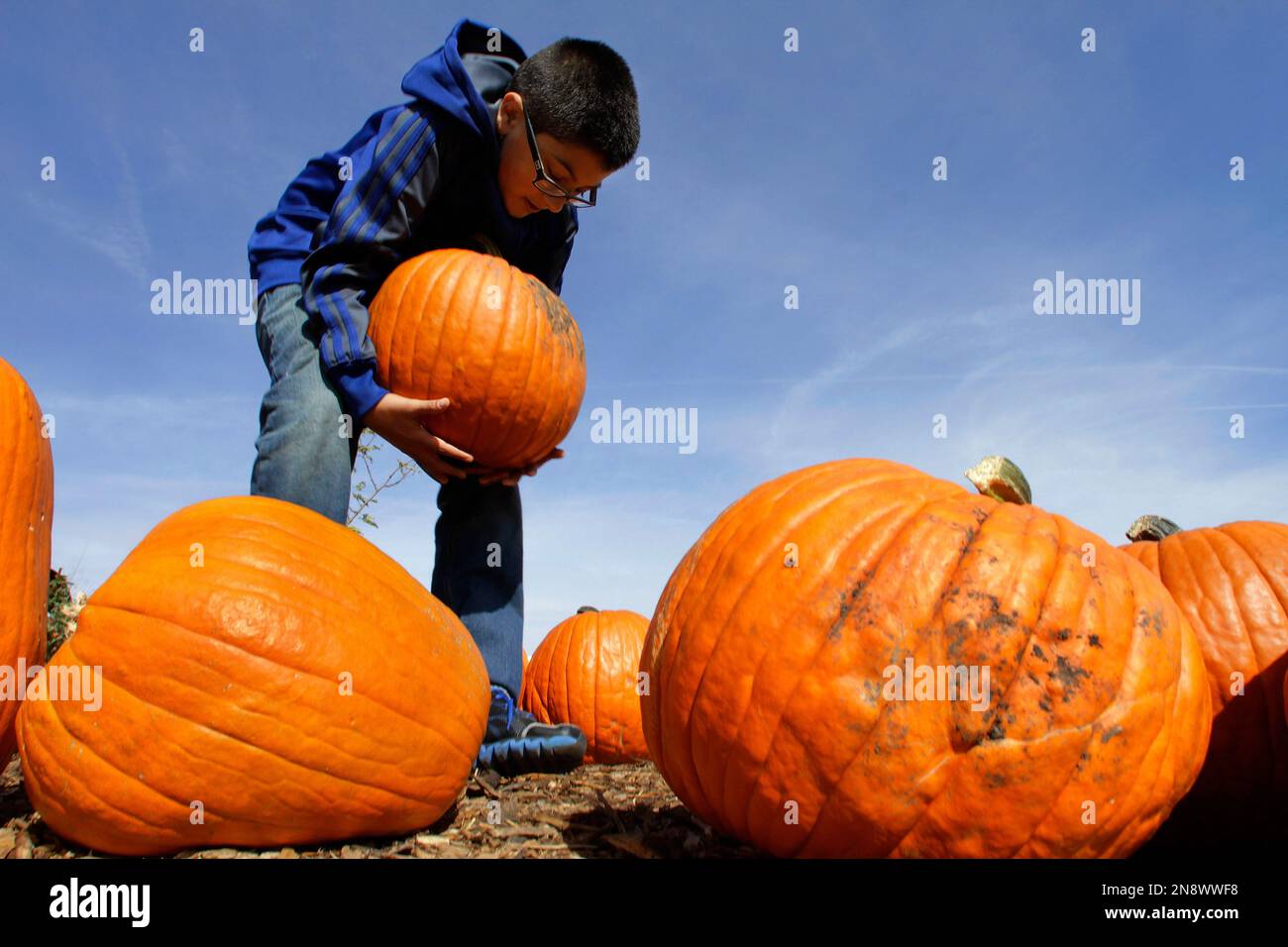Louie Davila searches for just the right pumpkin to be carved into a ...