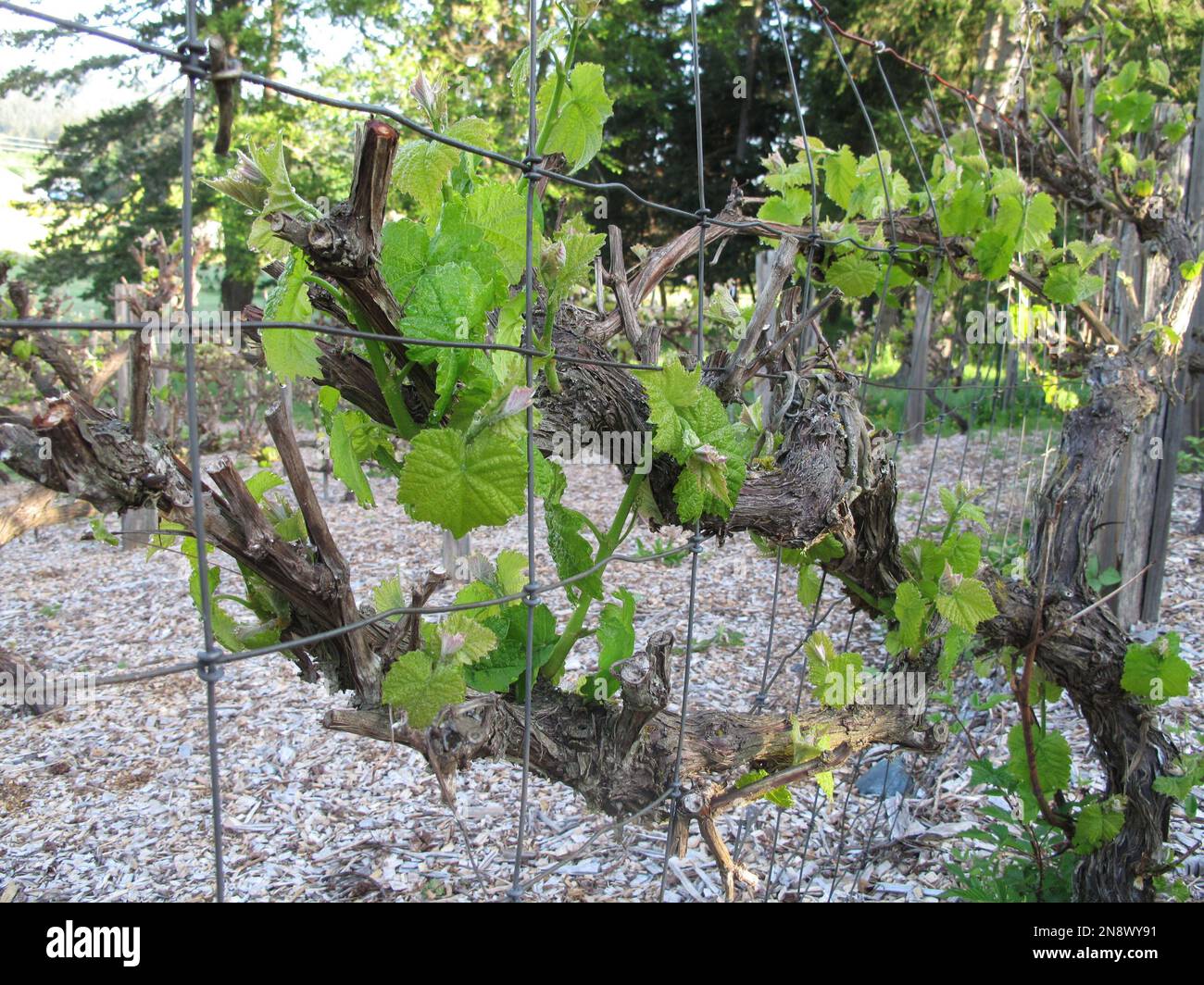 This May 19, 2012 photo shows grapevines in Langley, Wash. Grapevines ...