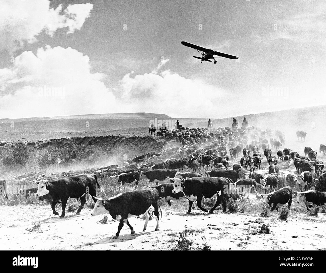 Riders driving cattle towards a corral, as a plane, which has driven ...