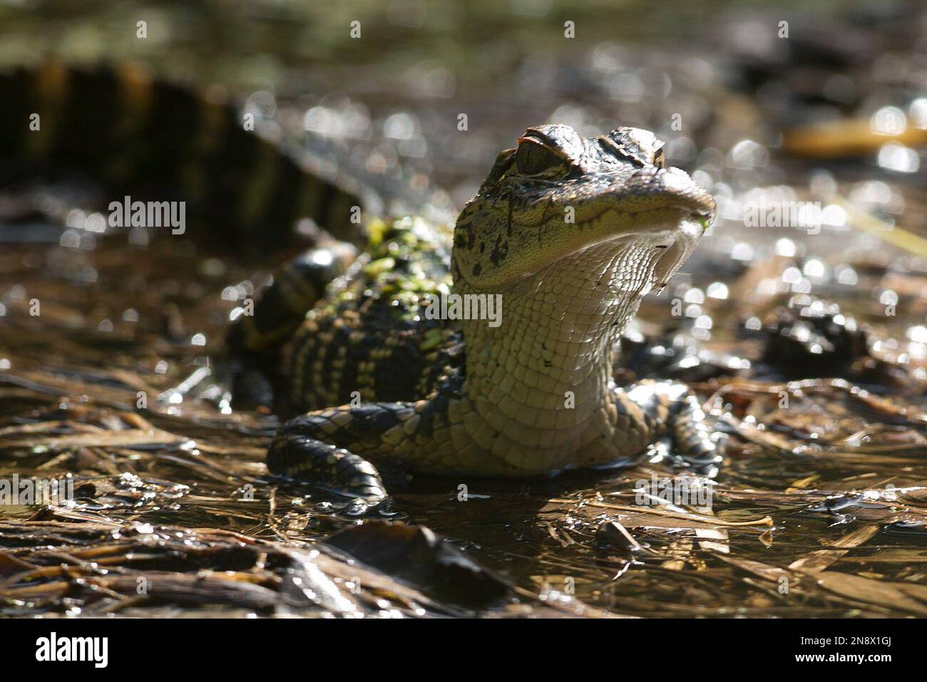 A juvenile alligator sits in swampy waters at Corkscrew Swamp Sanctuary ...