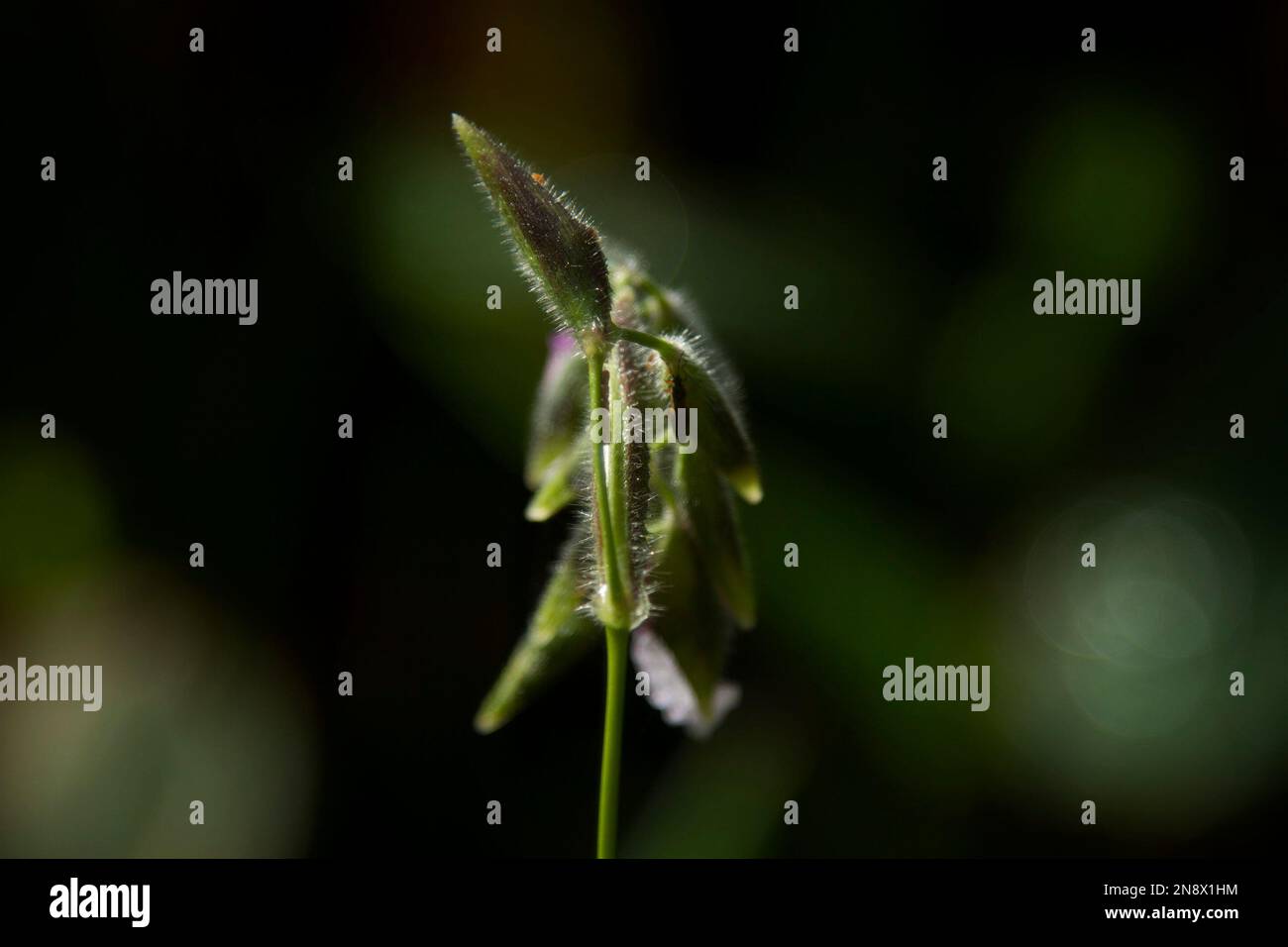 An alligator flag plant, on the edge of a sunflower field, glistens in ...