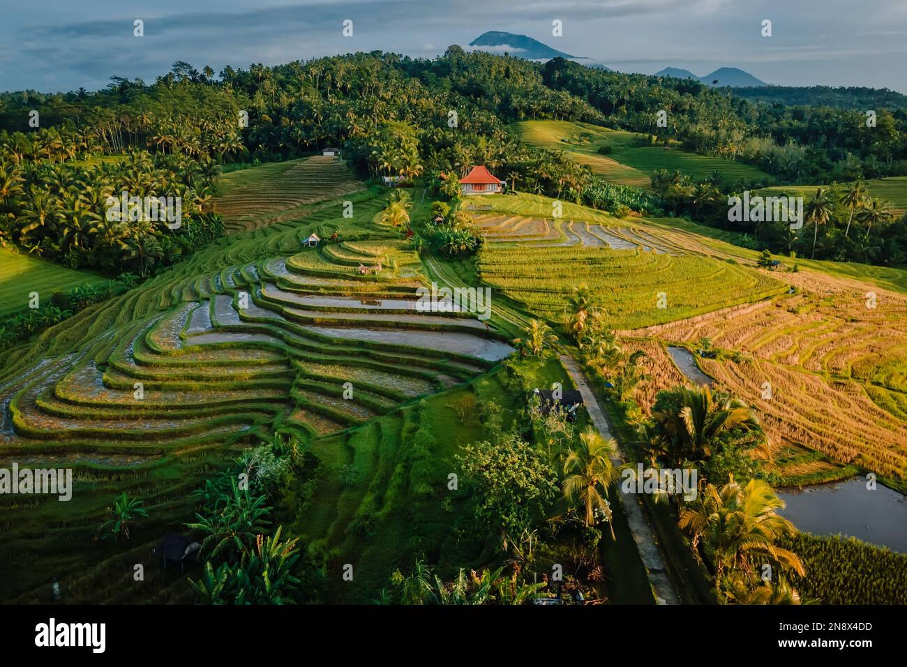 Aerial view of green rice terraces with warm morning sunlight ...