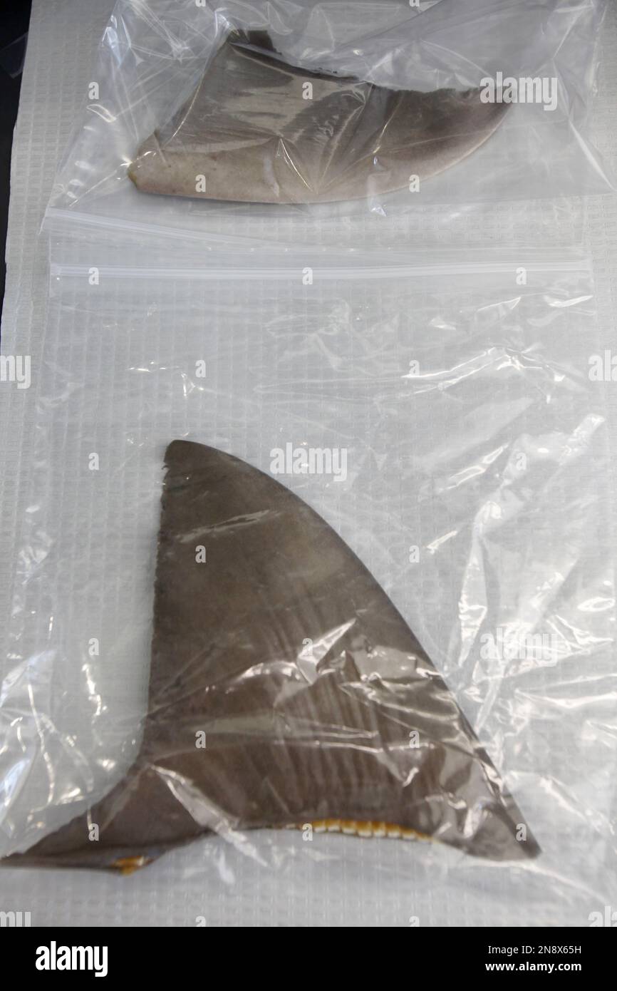 Dried shark fins are shown at Nova Southeastern University's new $50 ...