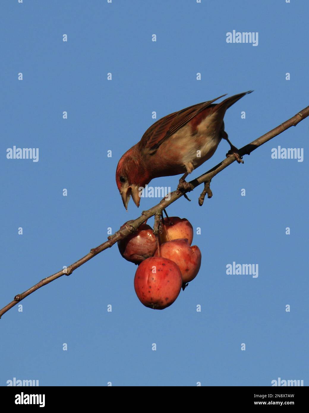 A single Purple Finch (Haemorhous purpureus) on a branch with wild ...