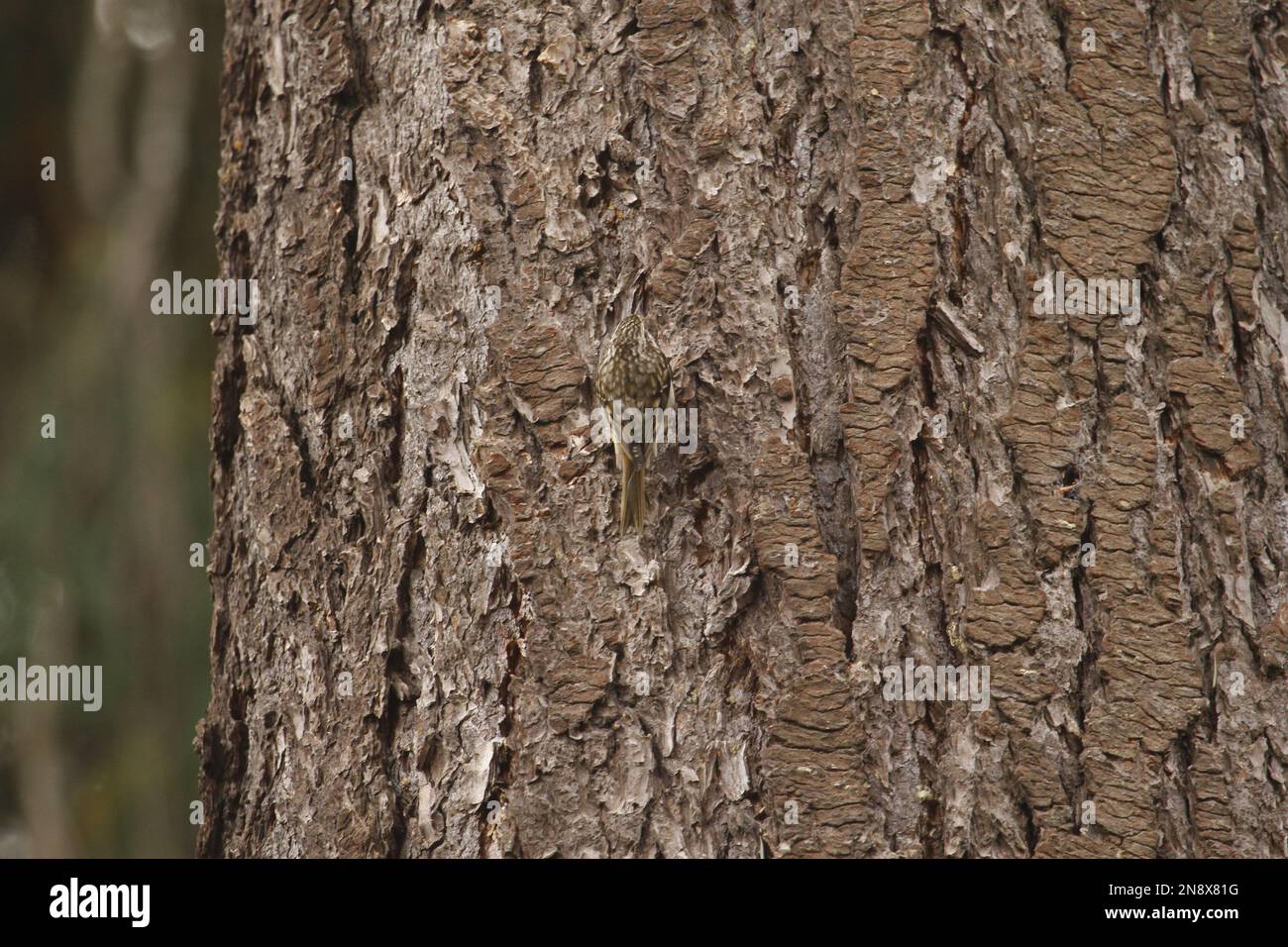 Brown creeper bird hiding hi-res stock photography and images - Alamy