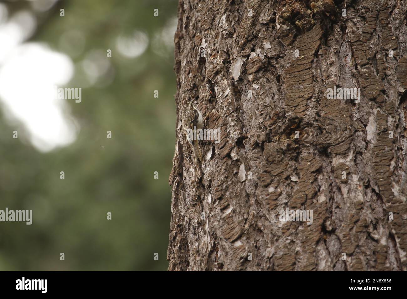 A Brown Creeper (Certhia americana) creeping and climbing up a tree ...