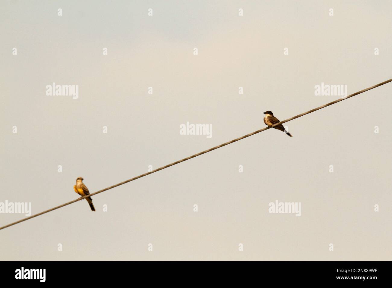 Single Western Kingbird (Tyrannus verticalis) and Eastern Kingbird ...