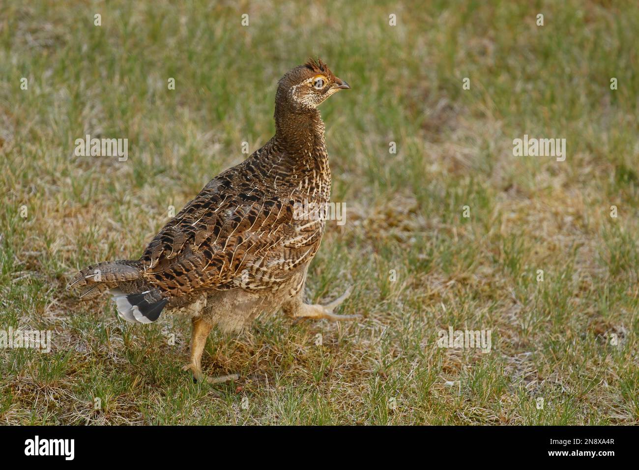 Female Ruffed Grouse