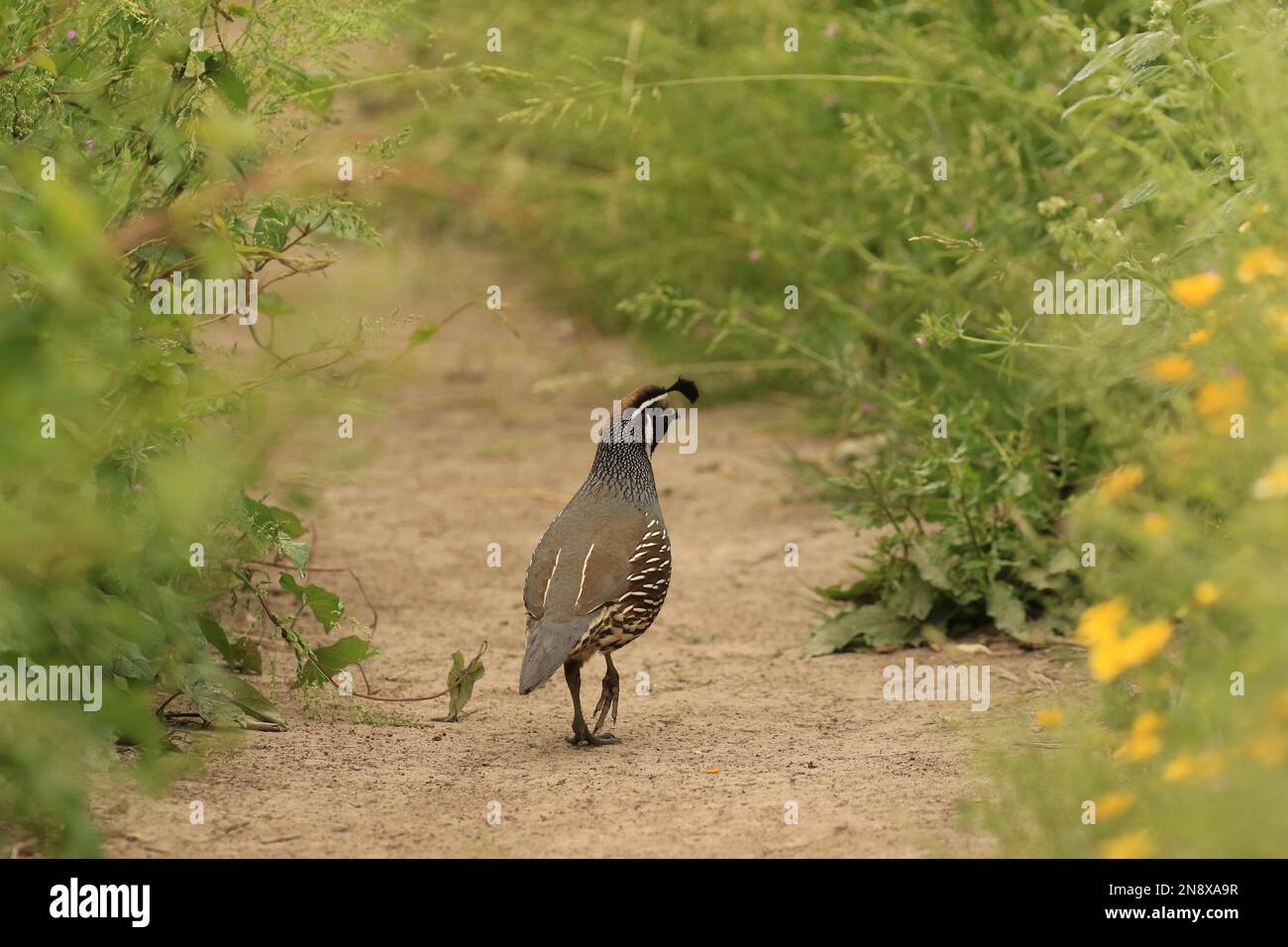 California Quail (Callipepla californica) running along the ground ...