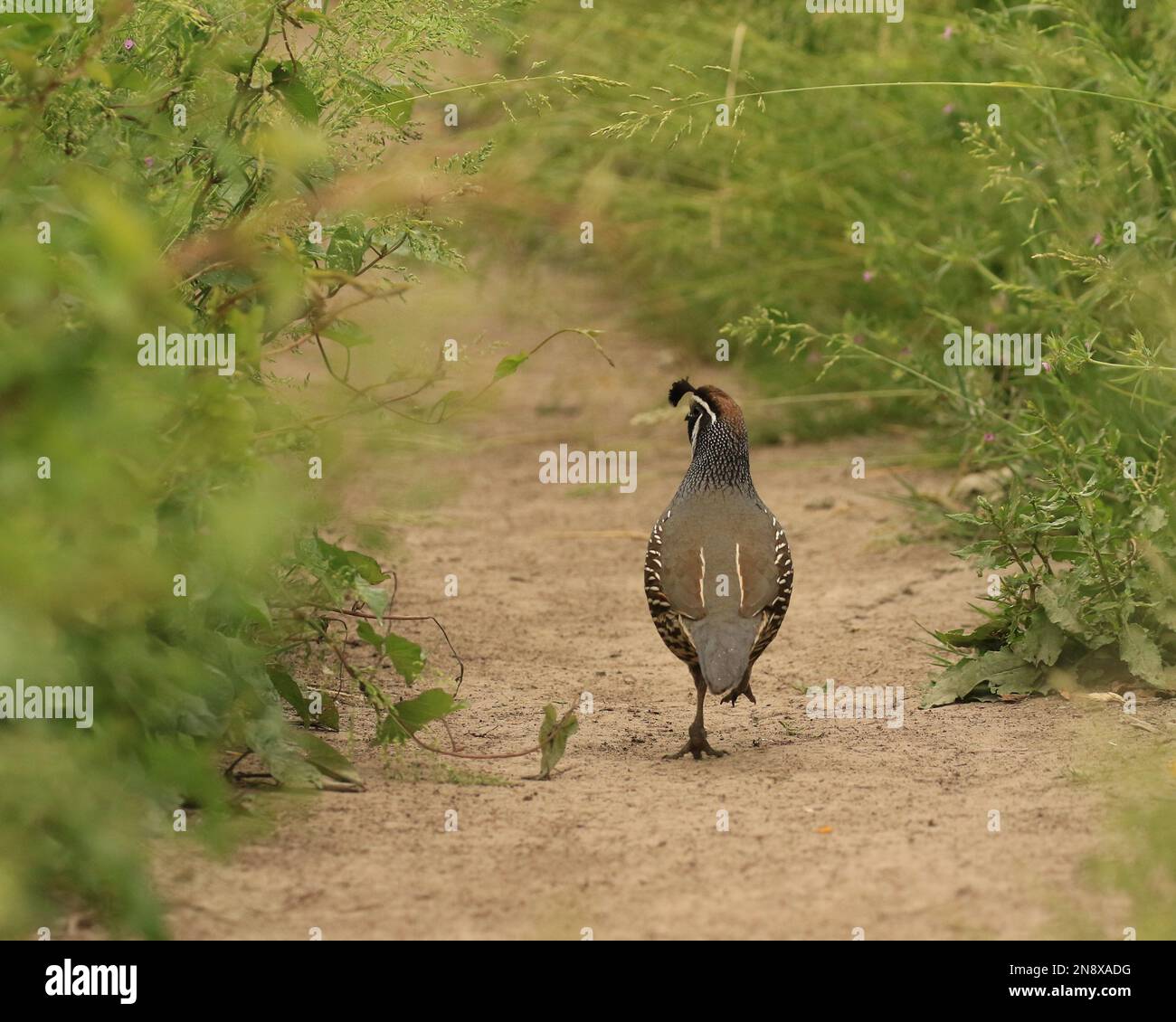 California Quail (Callipepla californica) running along the ground ...