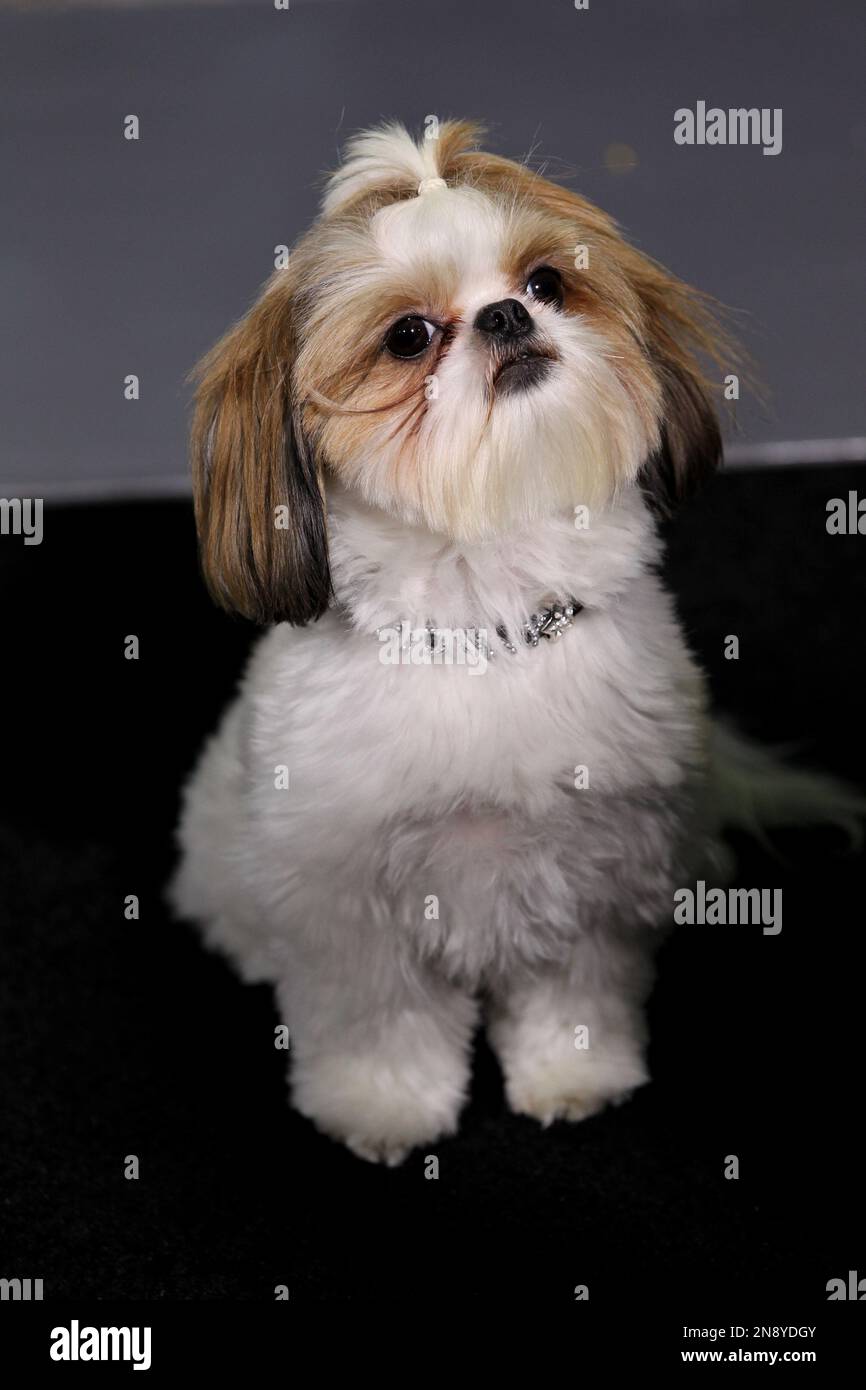 Bonny the dog attends the premiere of "Seven Psychopaths" at the Bruin ...