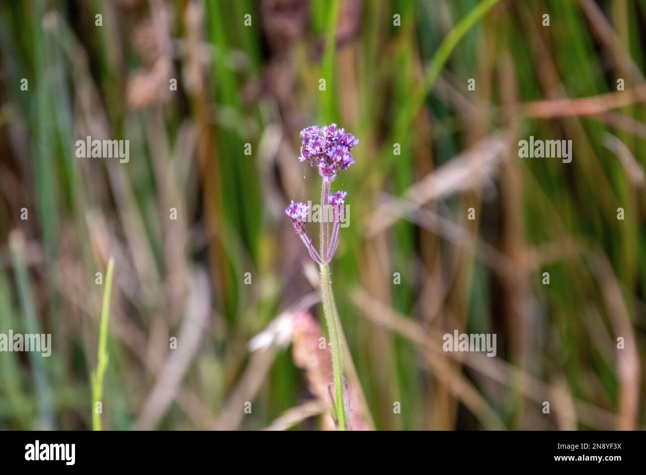Single purple wild flower isolated against an out of focus background ...