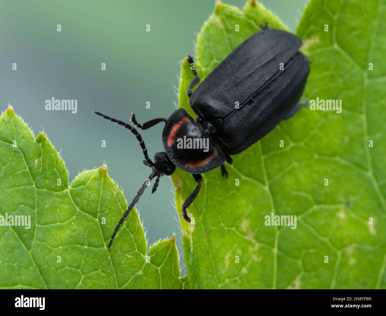 dorsal view of a striking black and red Pacific Northwest firefly ...