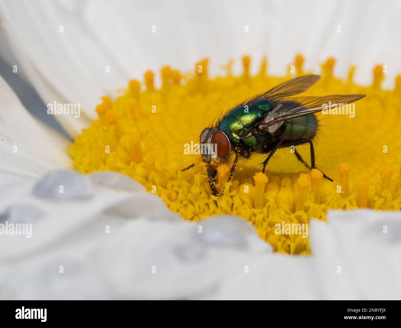 Lucilia sericata photography hi-res stock photography and images - Alamy