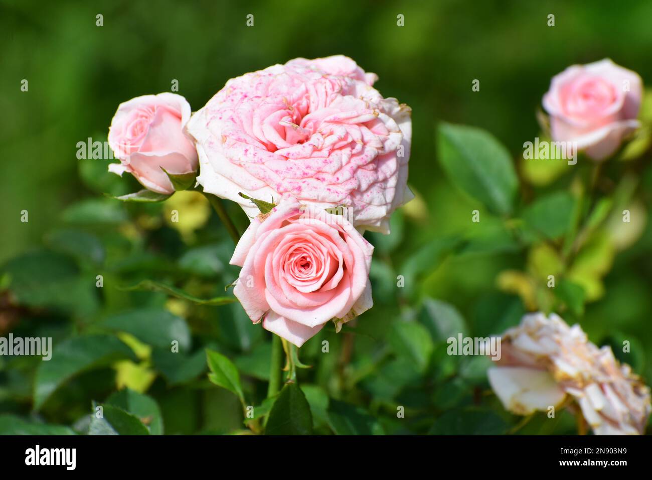 Beautiful white pink flower Stock Photo - Alamy