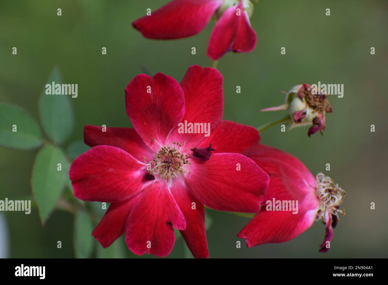 Rosy red flower hi-res stock photography and images - Alamy