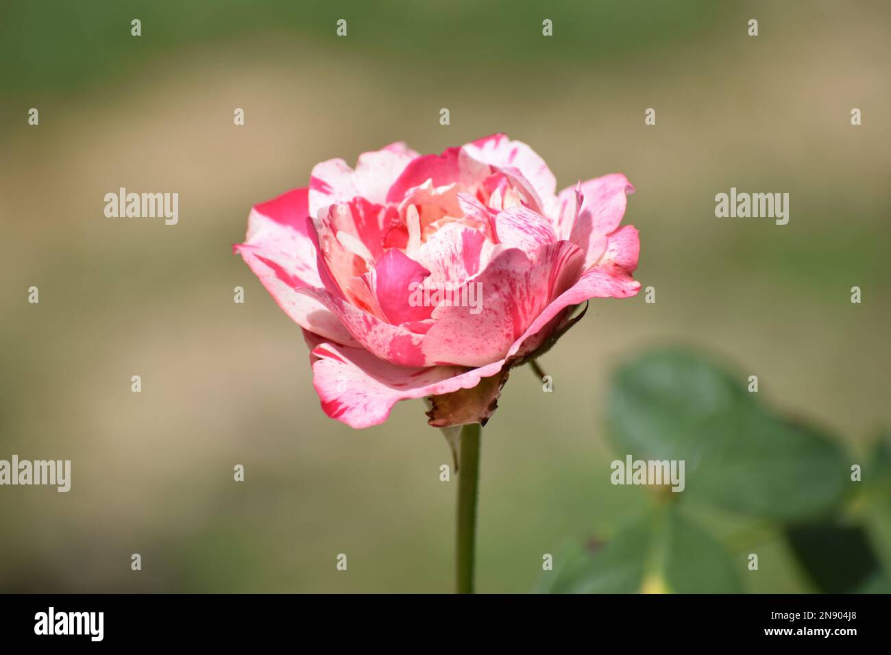Pink white hybrid rose flower Stock Photo - Alamy