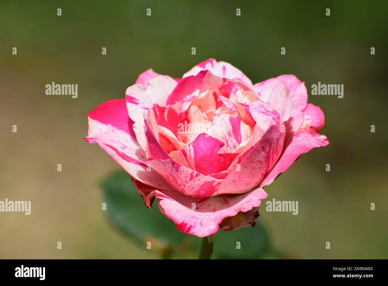 Hybrid rose flower Stock Photo - Alamy