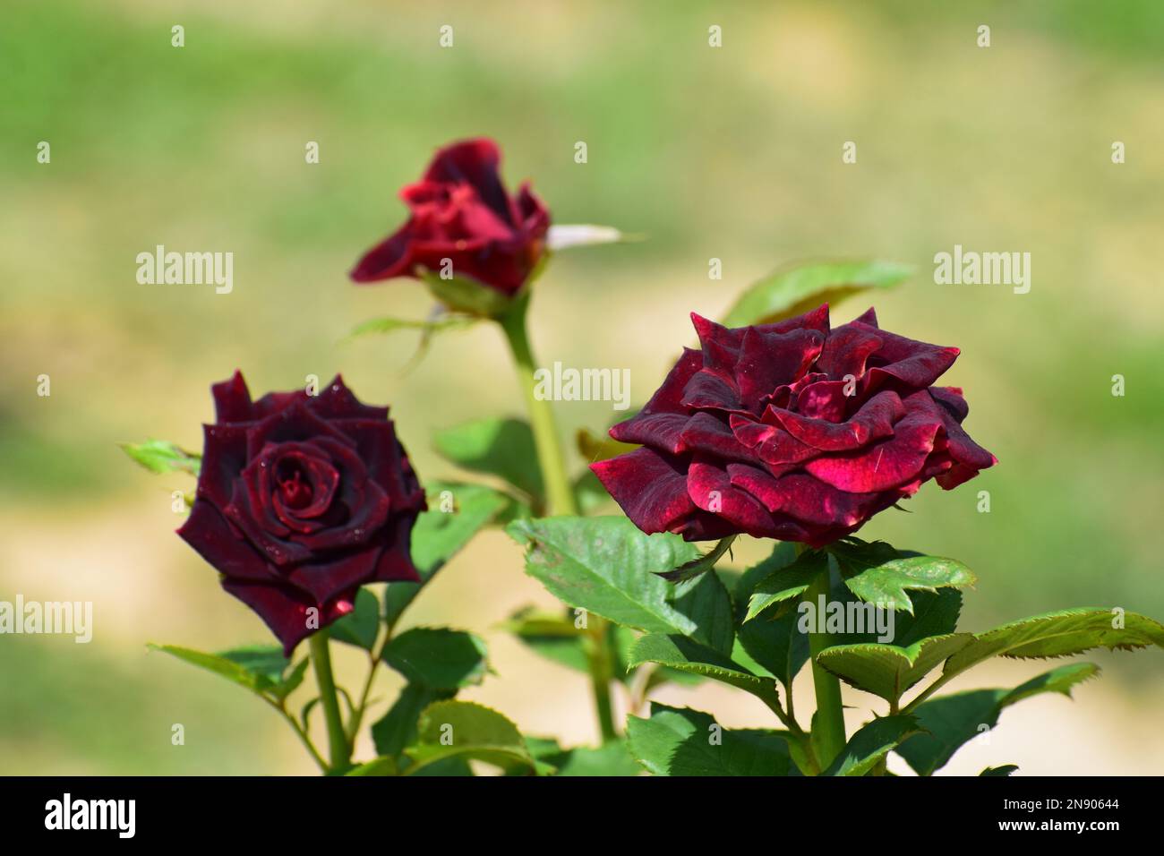 Munstead wood hi-res stock photography and images - Alamy