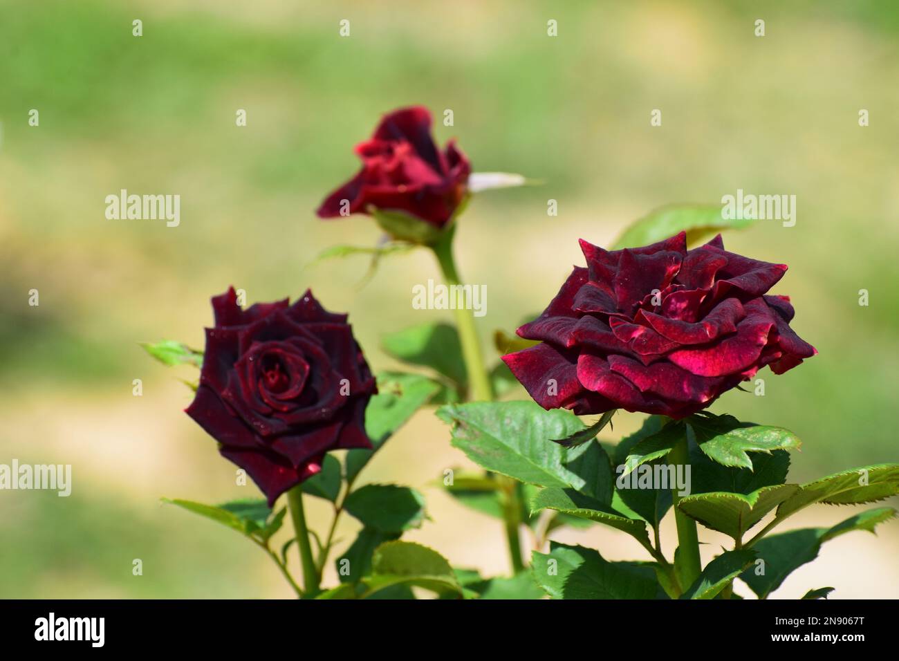 maroon color rose flowers Stock Photo - Alamy