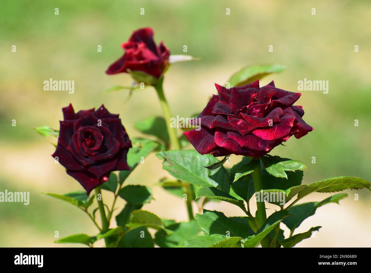 Maroon rose hi-res stock photography and images - Alamy