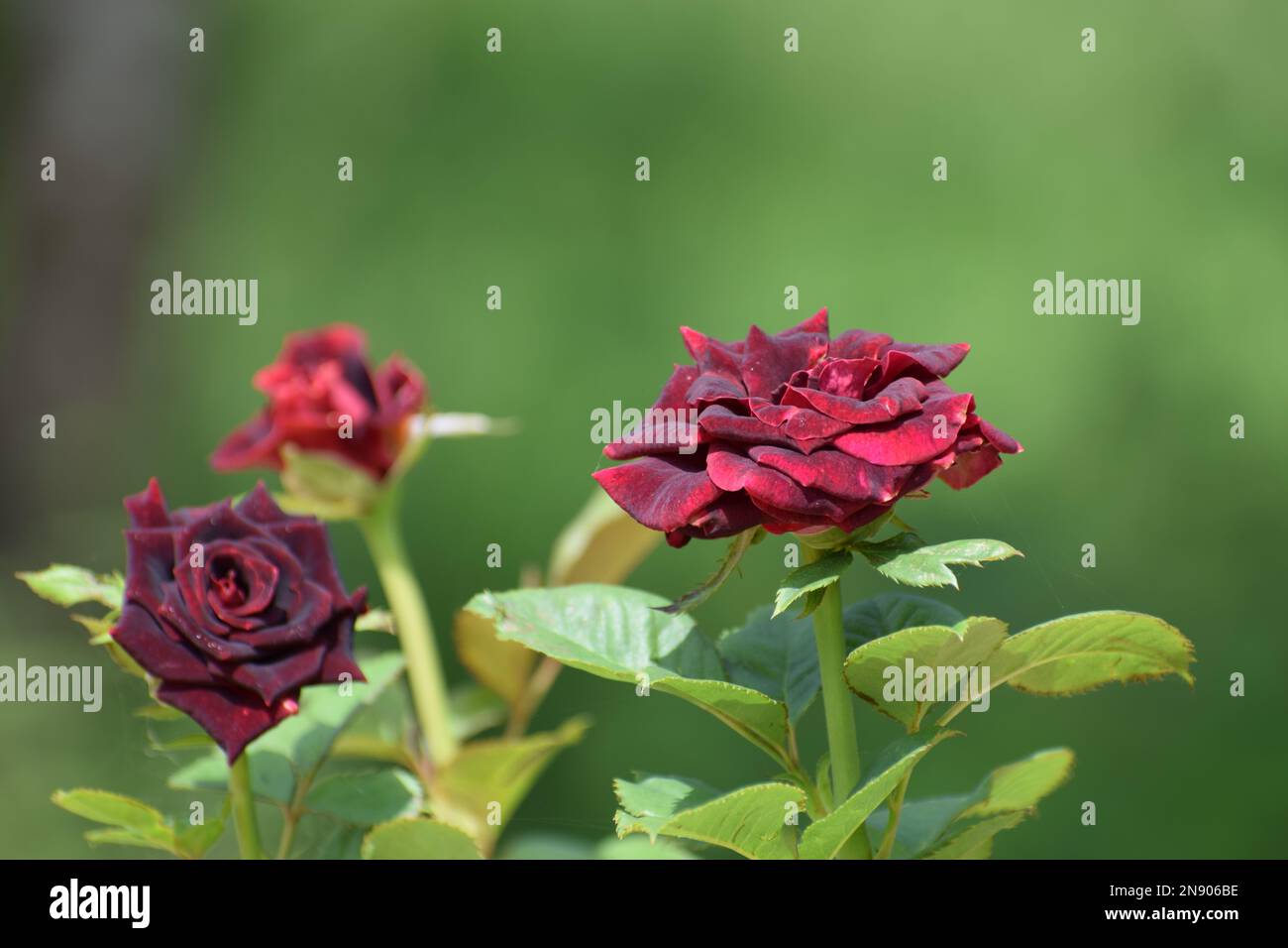 Munstead wood hi-res stock photography and images - Alamy