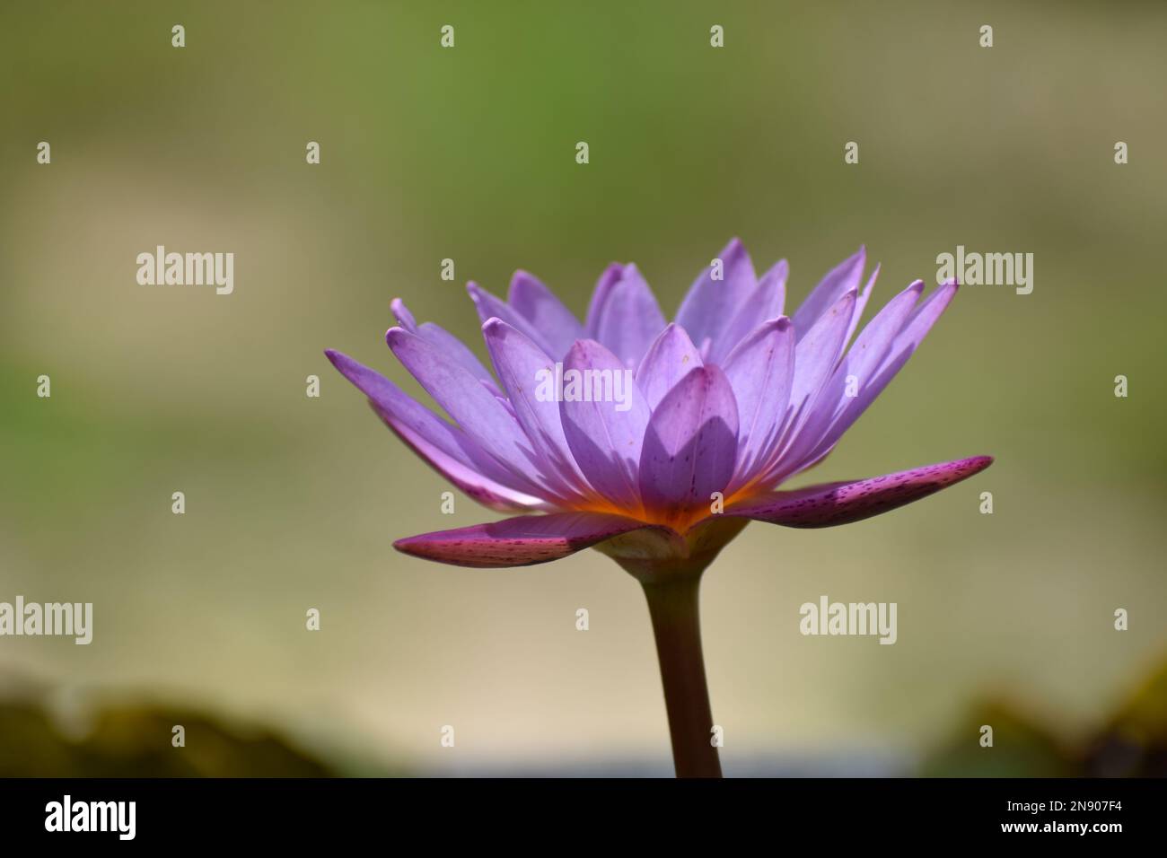 Fresh blooming lotus flower hi-res stock photography and images - Alamy