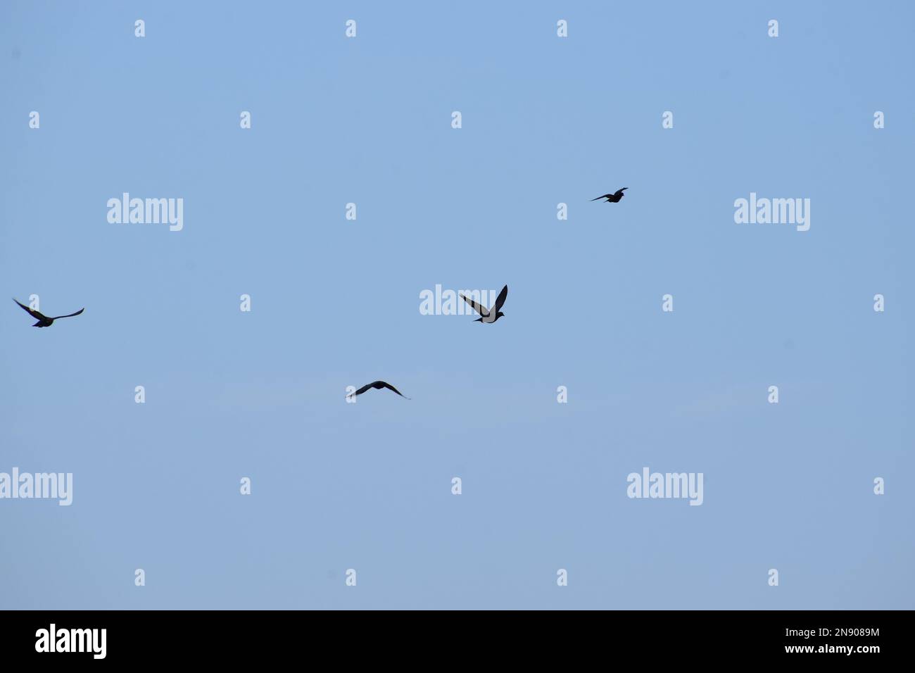 Flying birds vector design hi-res stock photography and images - Alamy