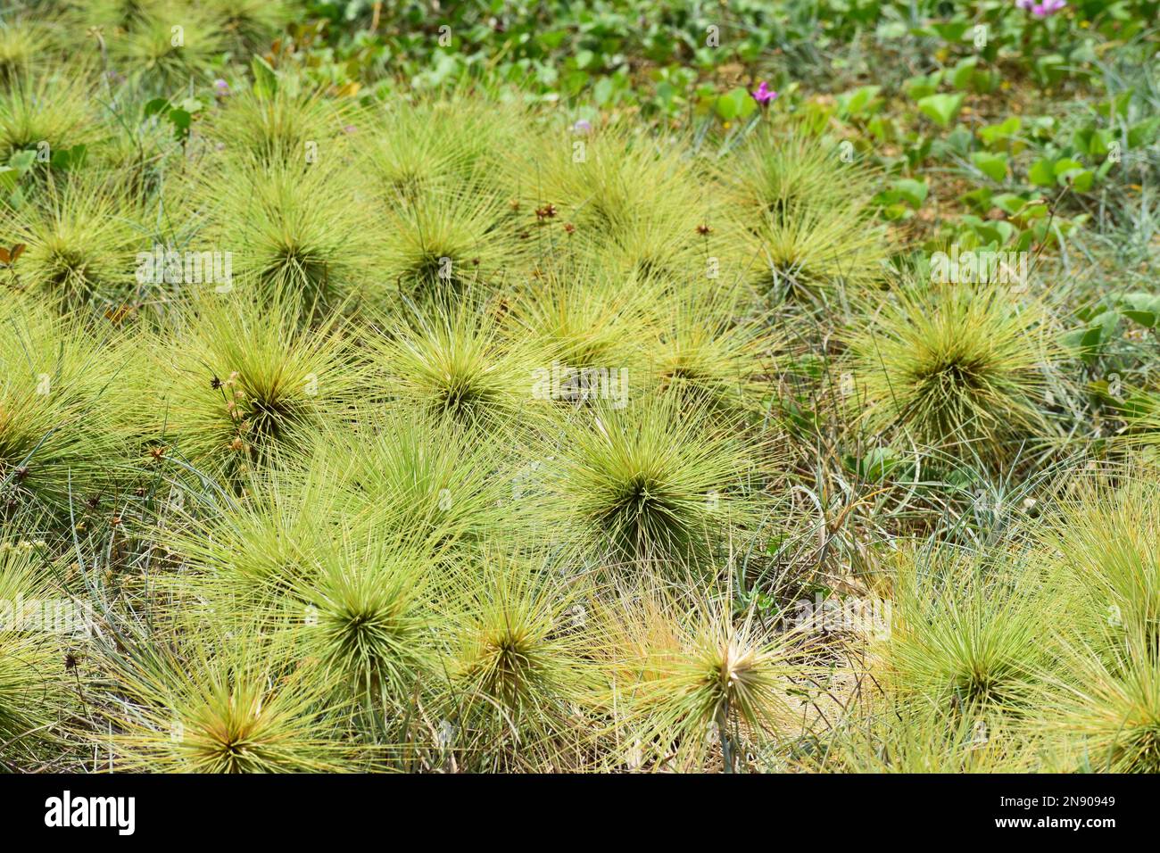 Spinifex texture hi-res stock photography and images - Alamy