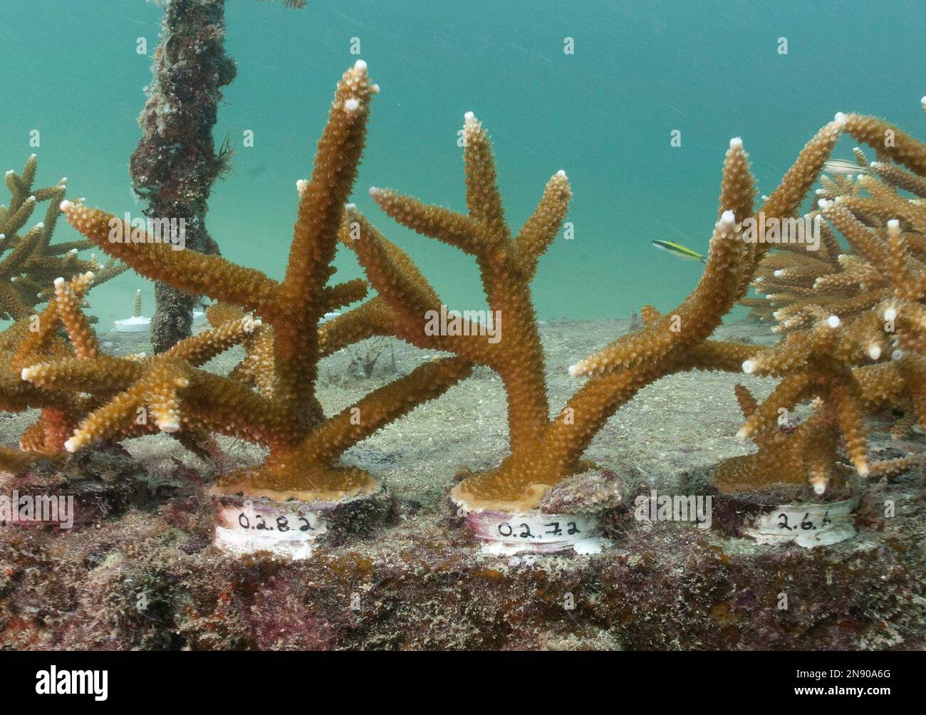Pieces of stag horn coral are shown growing in Nova Southeastern ...