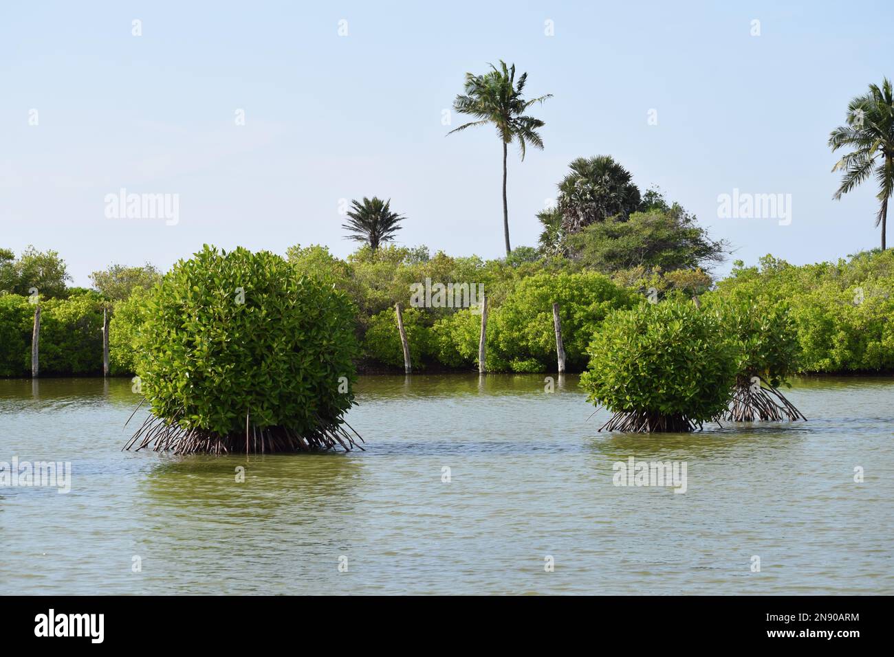 Aerial lake mangroves hi-res stock photography and images - Alamy