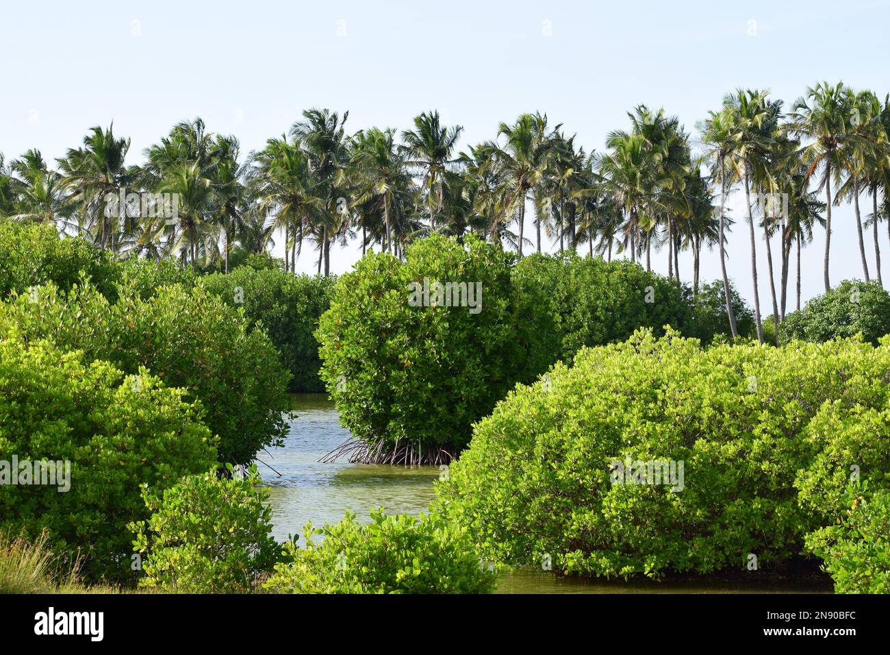 Aerial lake mangroves hi-res stock photography and images - Alamy