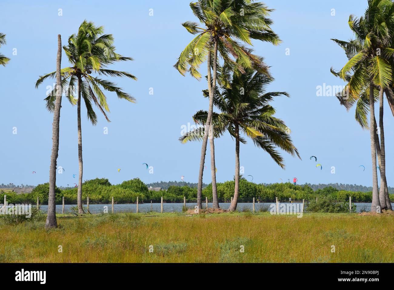 Tropical coconut trees Stock Photo - Alamy