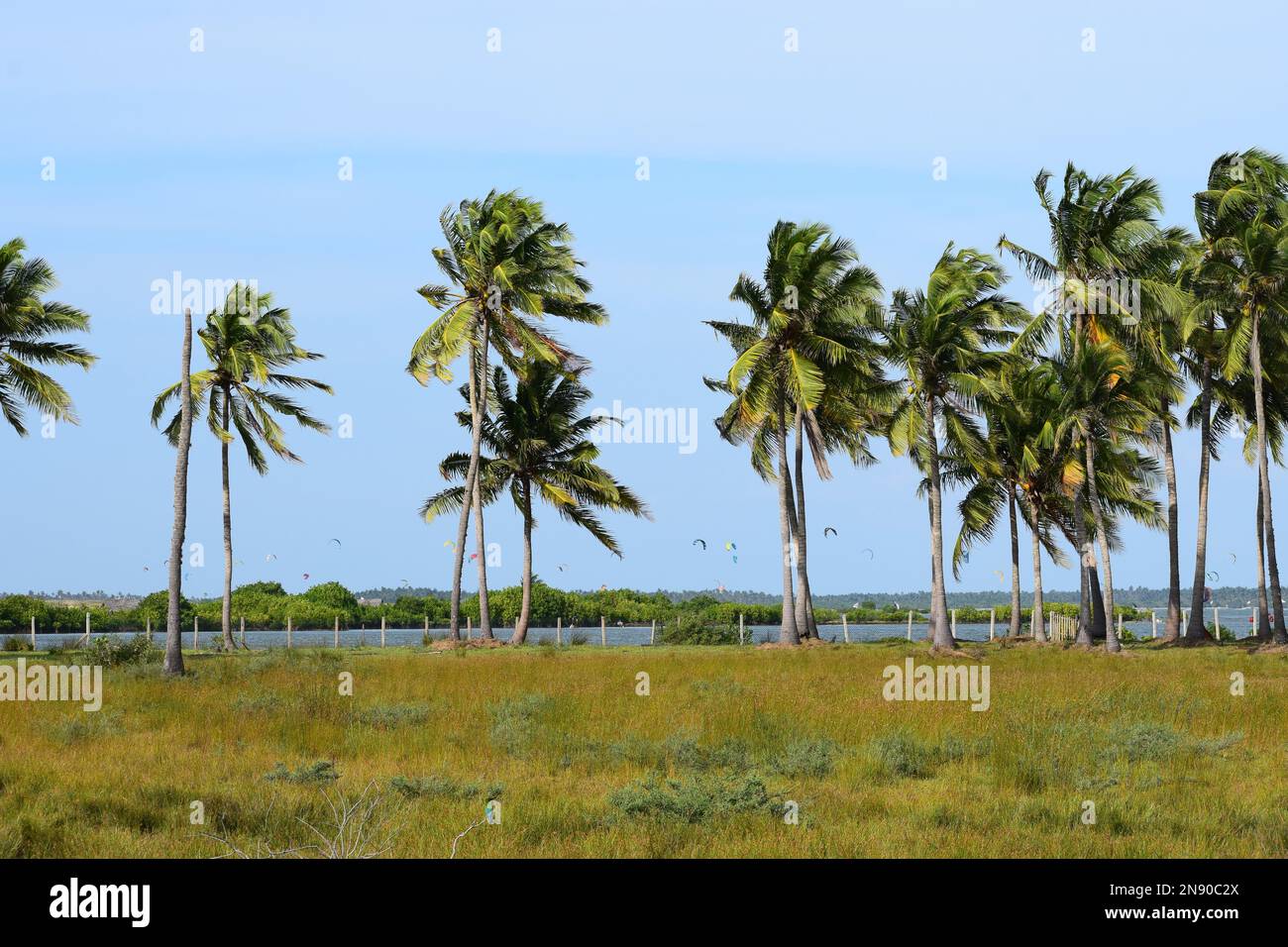 Coconut tree field hi-res stock photography and images - Alamy