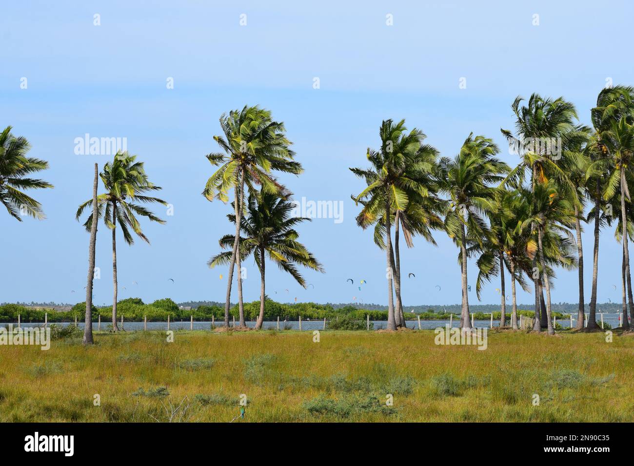 Tropical coconut trees Stock Photo - Alamy
