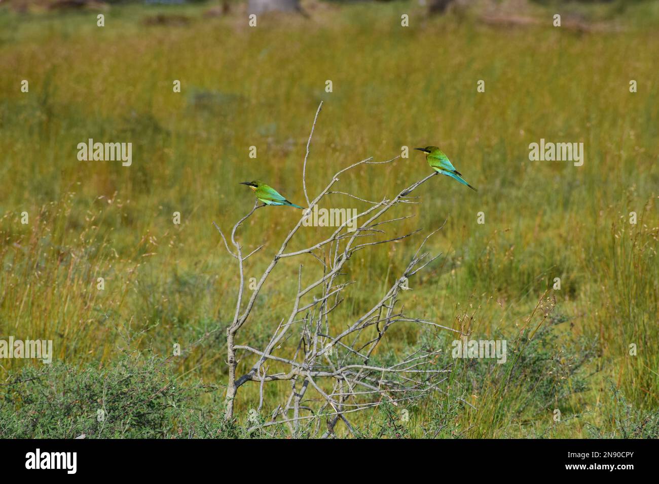 Bird watching birdwatching hi-res stock photography and images - Alamy