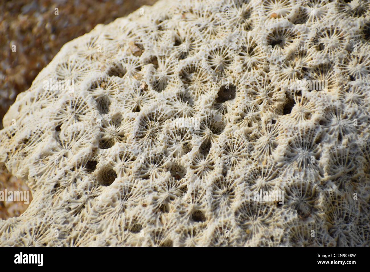 sea coral on beach Stock Photo - Alamy