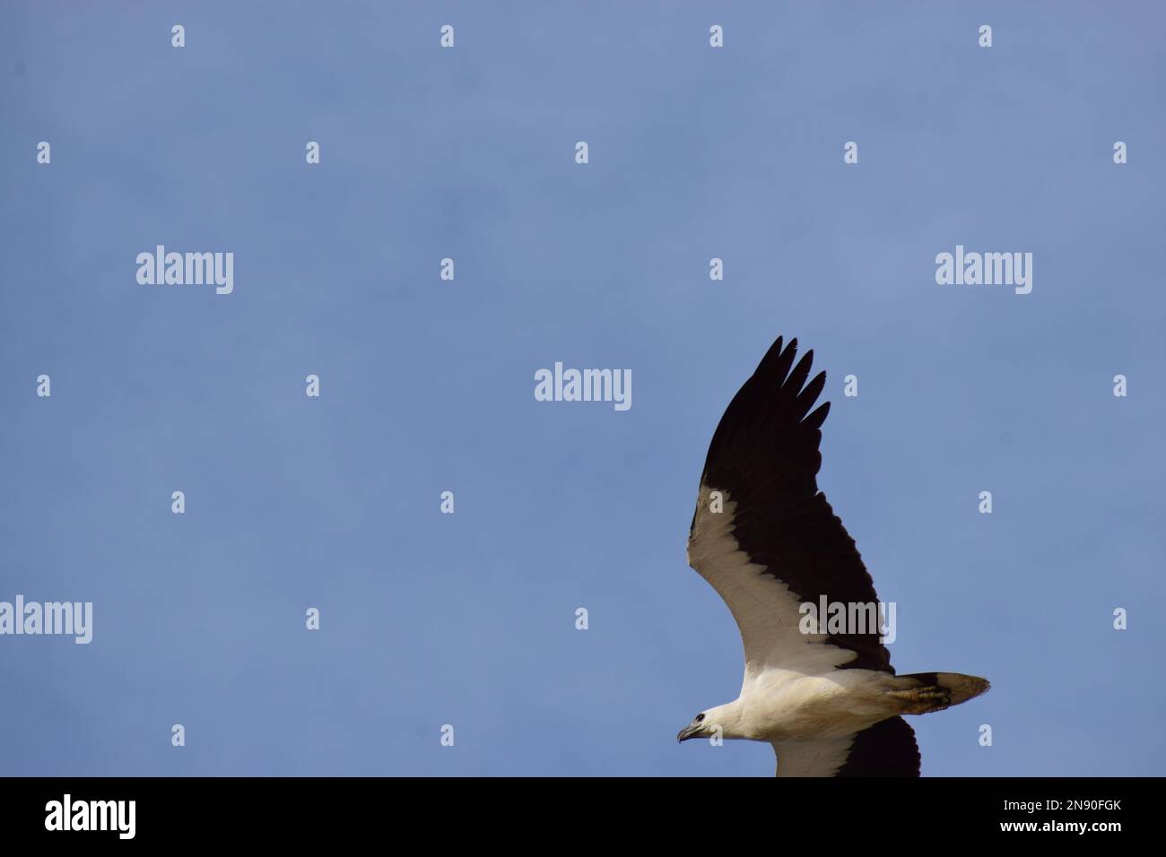 Free flying bird hi-res stock photography and images - Alamy