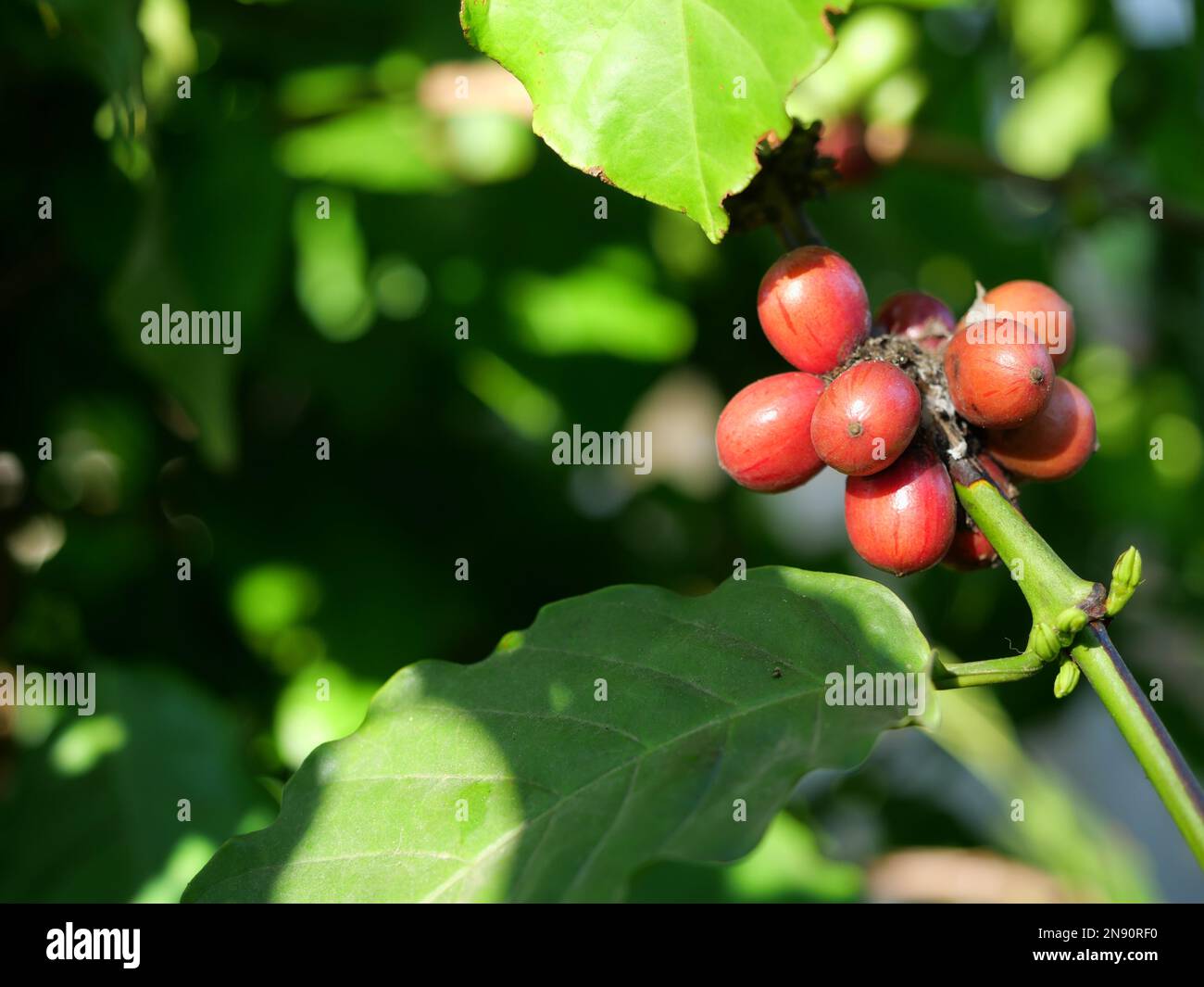 Red bean tree hi-res stock photography and images - Alamy