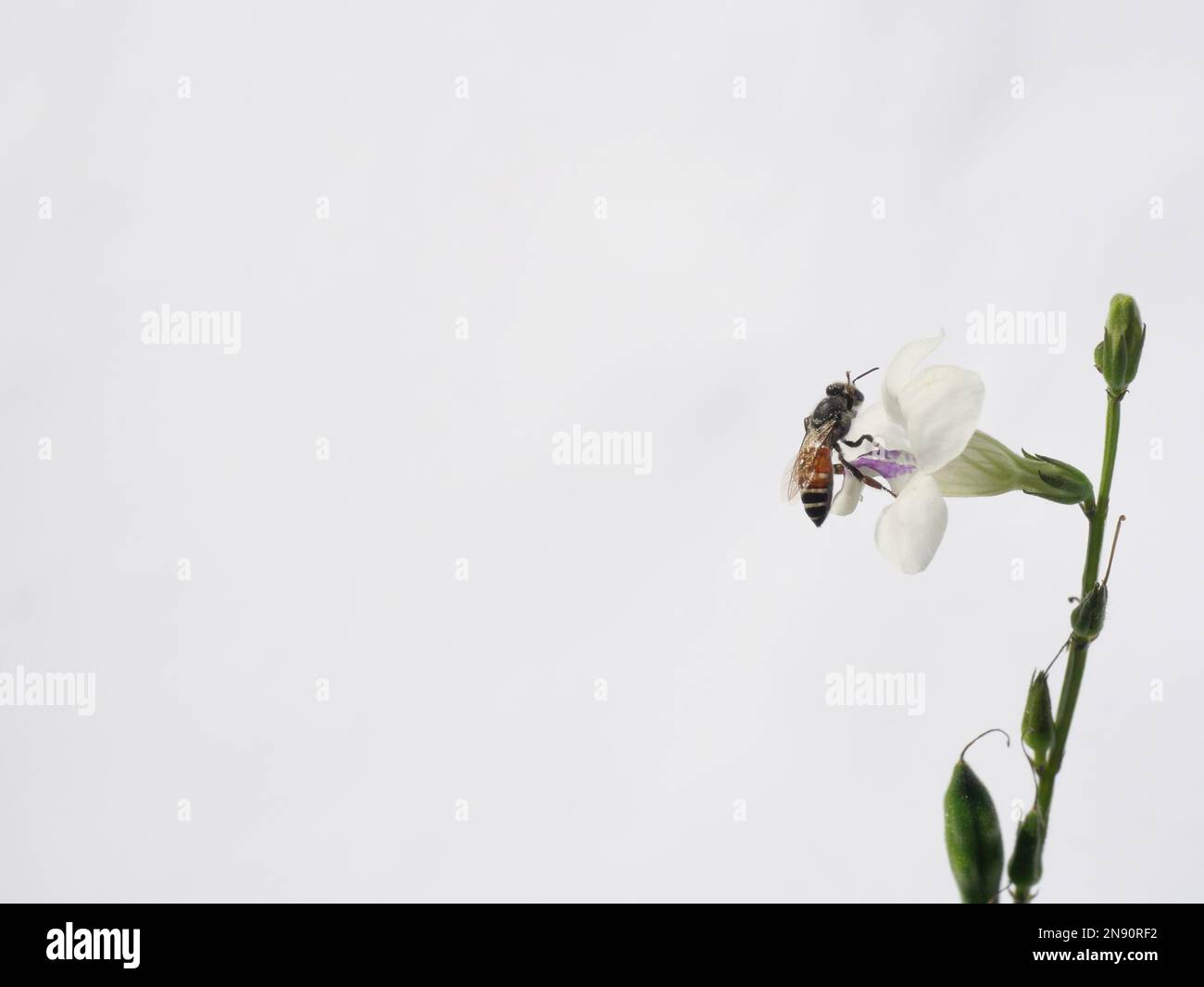 Red dwarf honey bee (Apis florea) seeking nectar on white Chinese ...