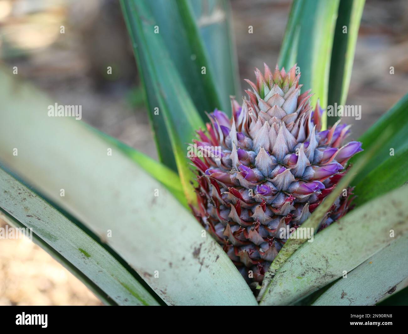 Pineapple blossom with green leaves in background, The purple petals of ...