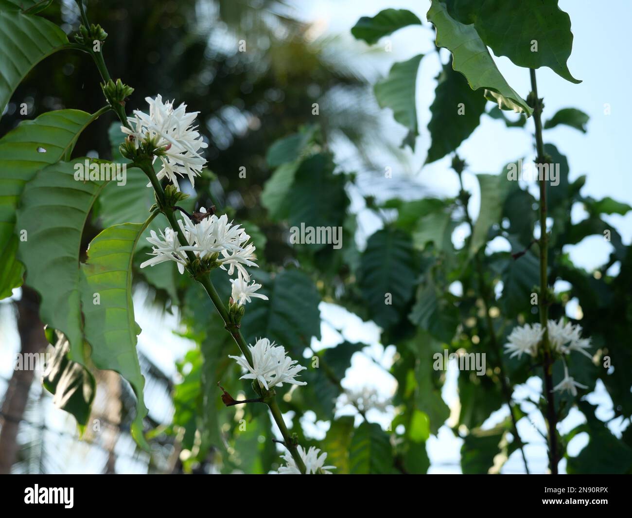 Robusta coffee blossom on tree plant with green leaf with black color ...