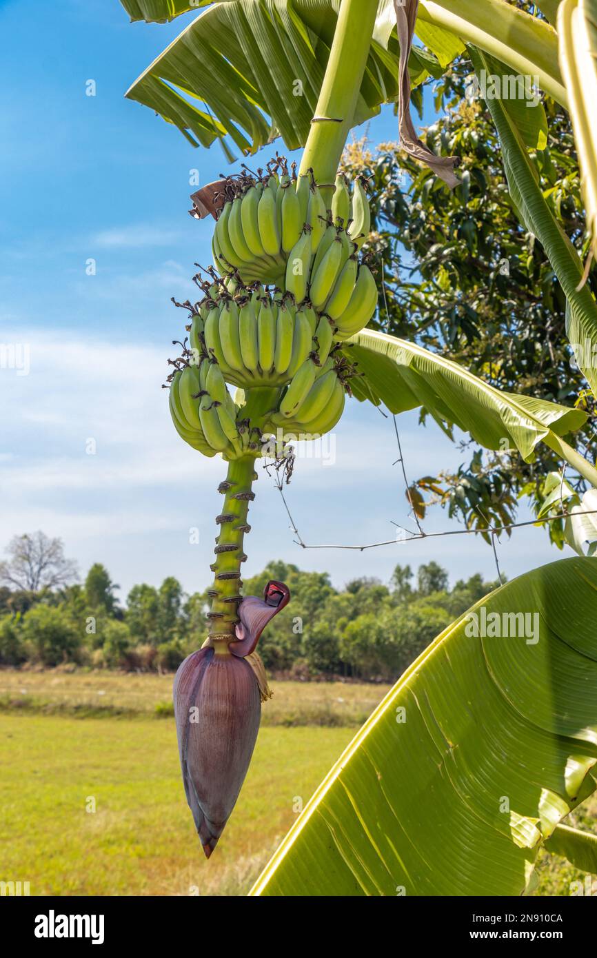 A bunch of bananas hang on a palm tree in the Thai countryside Stock ...
