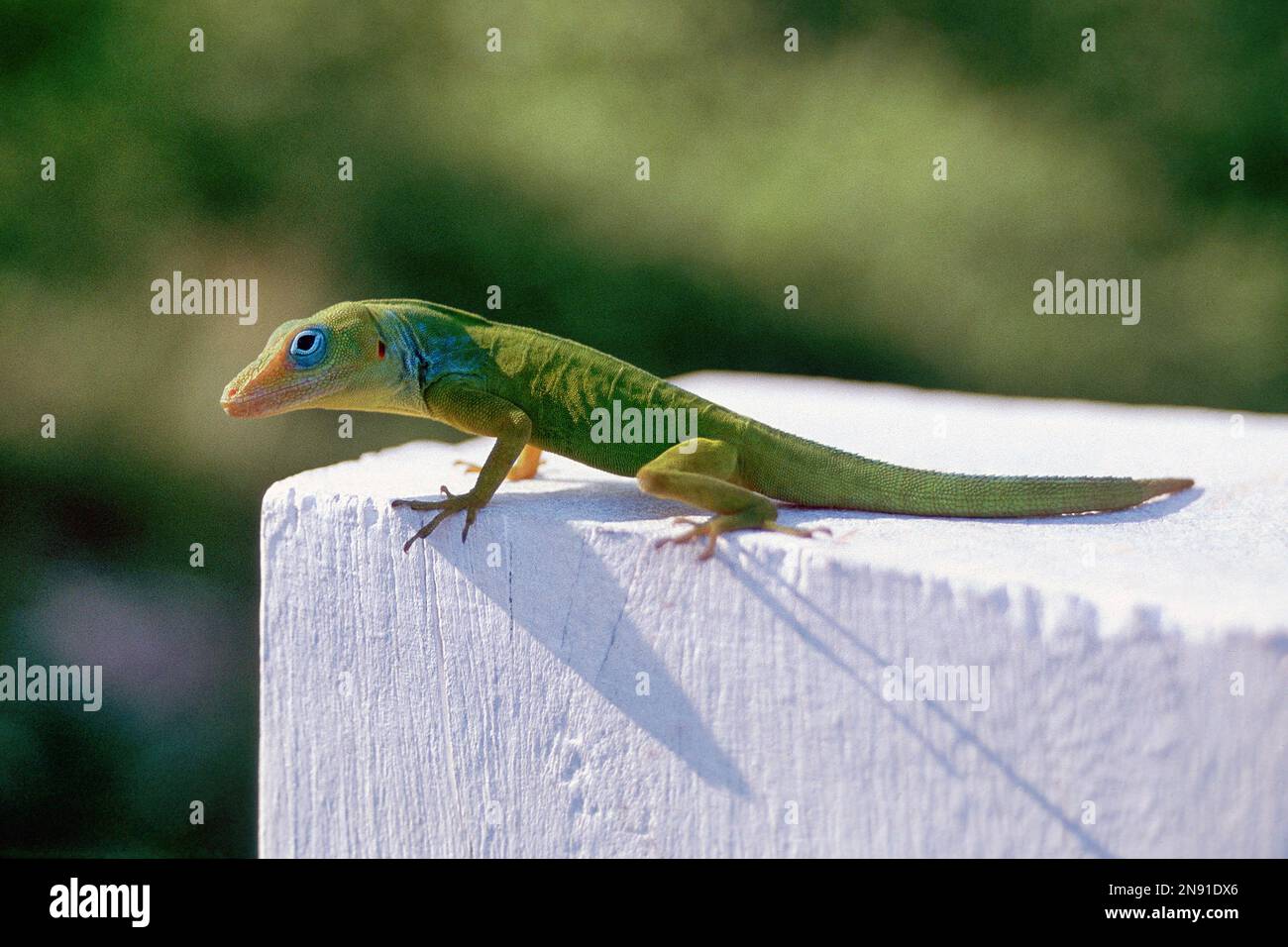 Guadeloupean anole - Anolis marmoratus / Ctenonotus marmoratus Stock Photo - Alamy