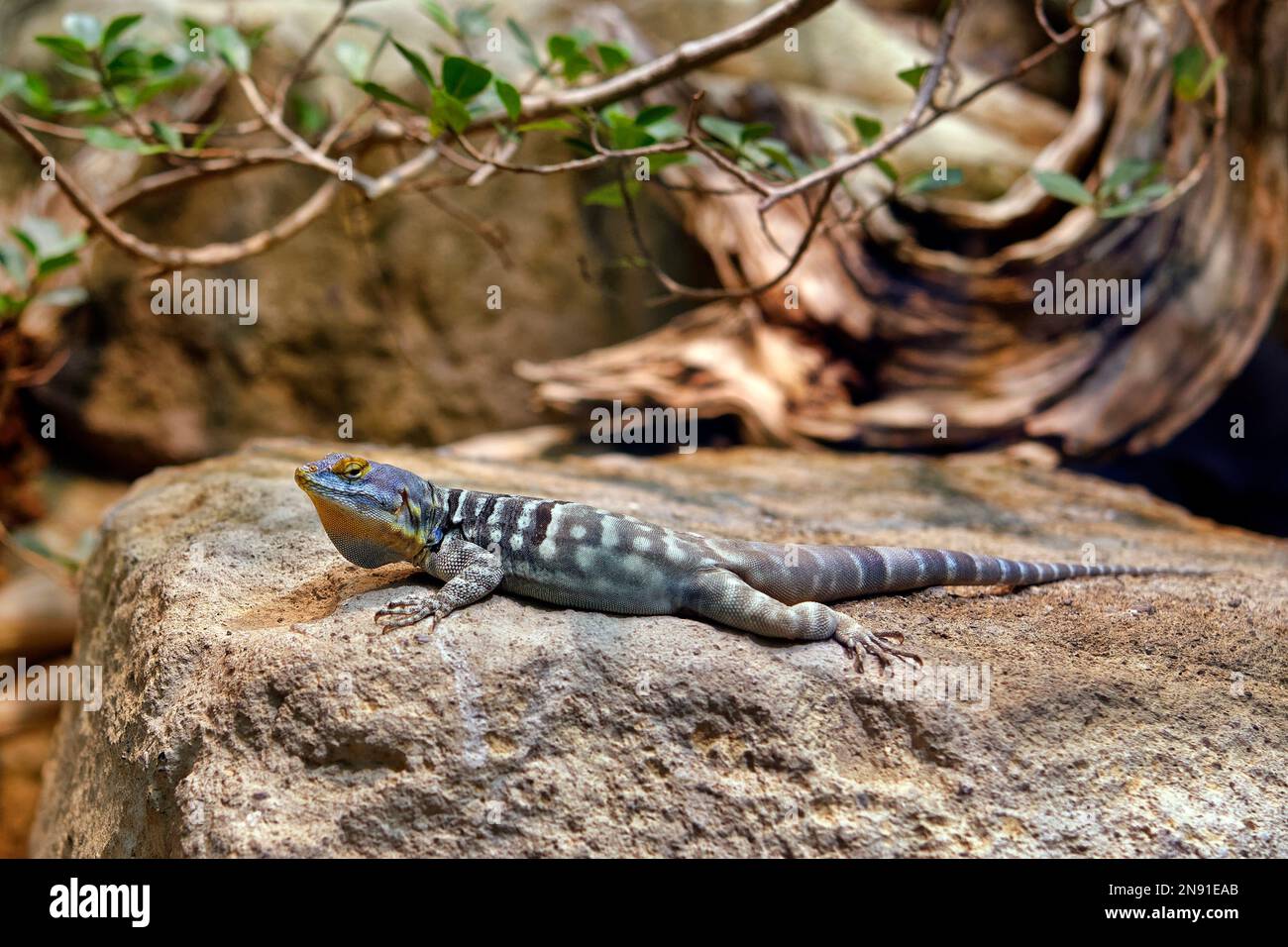 Baja blue rock lizard - Petrosaurus thalassinus Stock Photo - Alamy