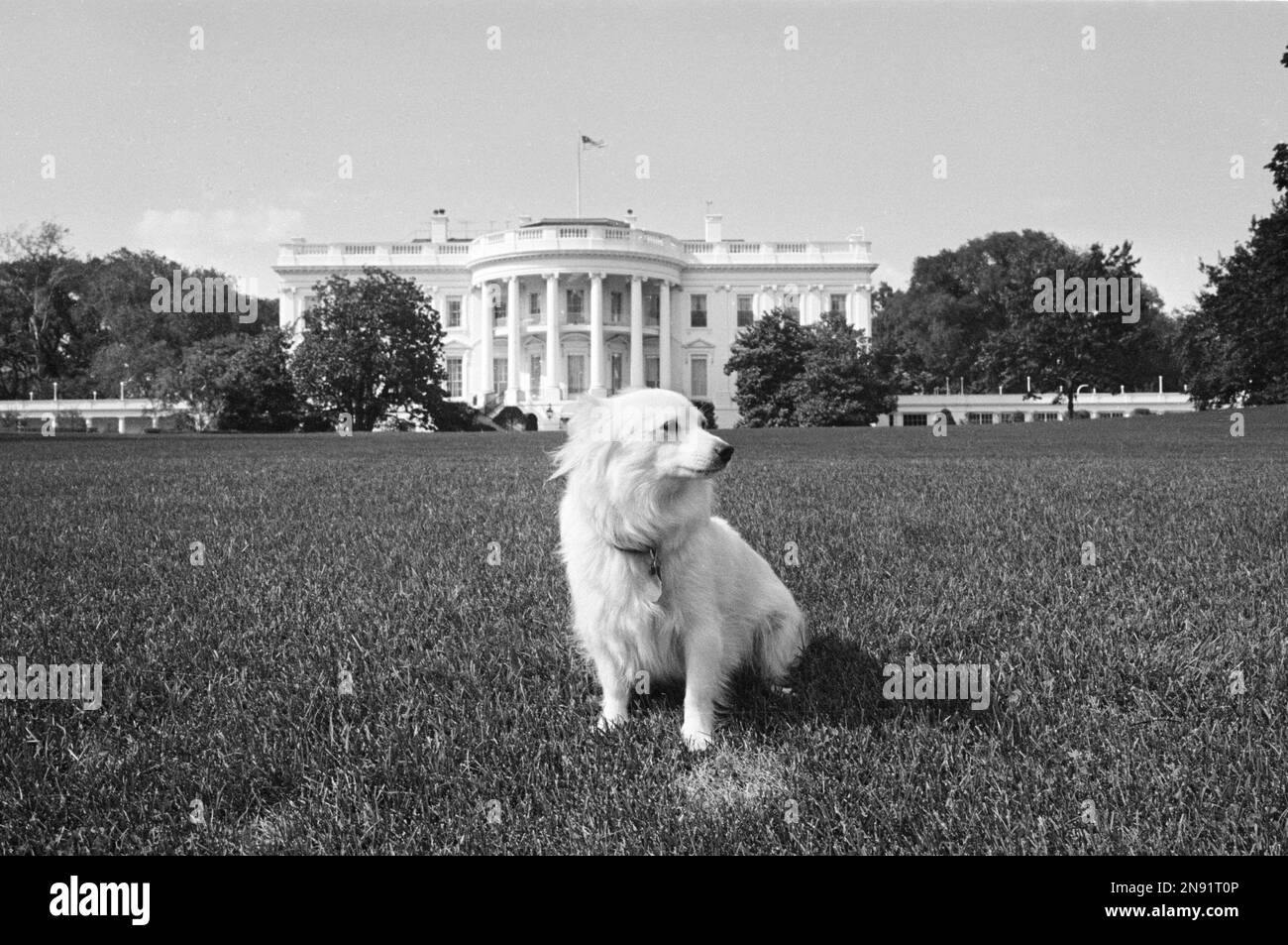Pushinka, a gift to Presdient John F. Kennedy from Soviet Premier ...